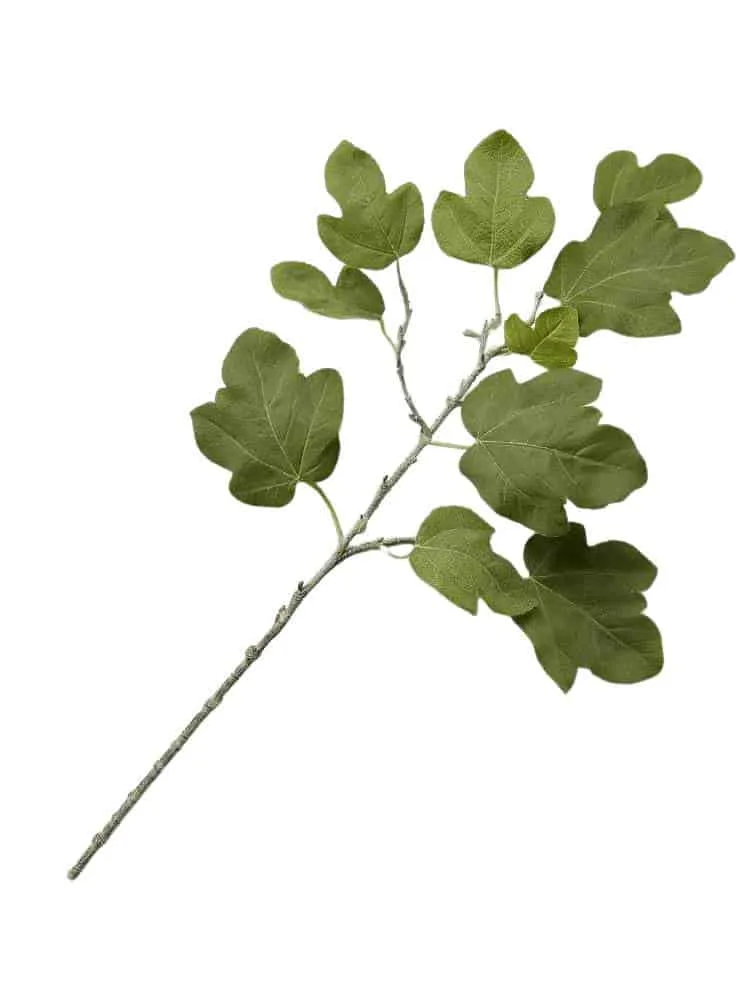 Friday Favorites: The Best Spring Greenery and Florals This Year
