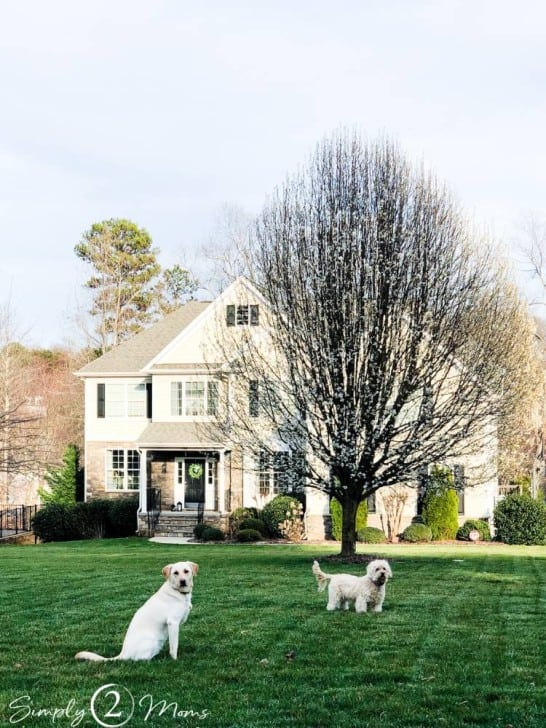 How to Remove Overgrown Shrubs from the Front of Your House