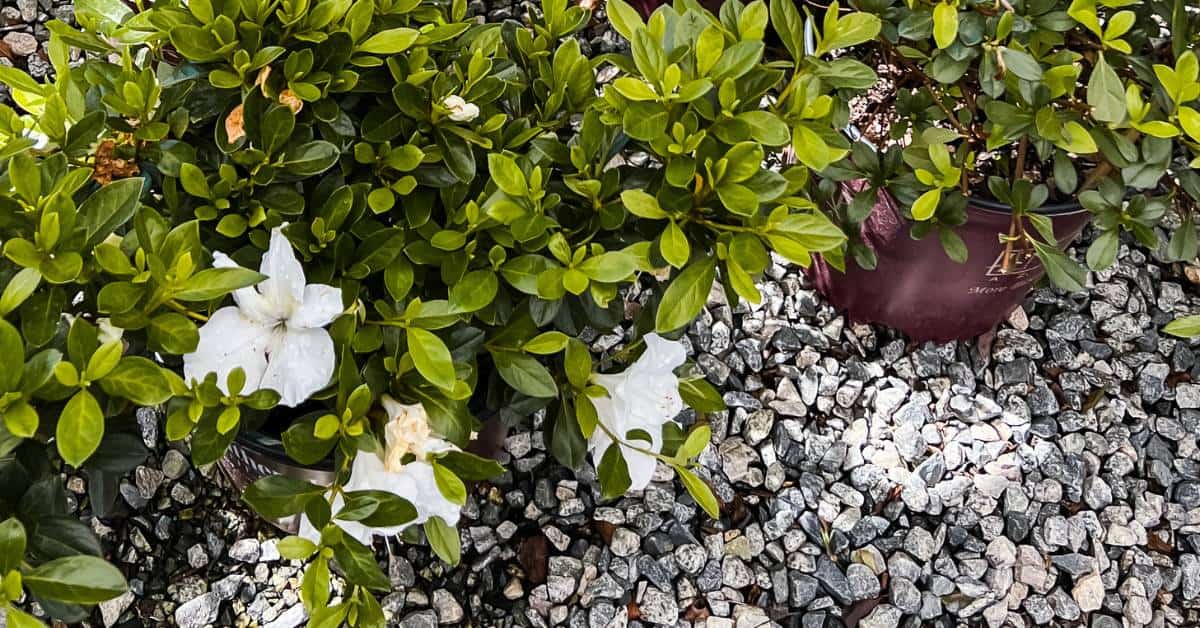 How to Choose the Best Foundation Plants for Your Front Yard
