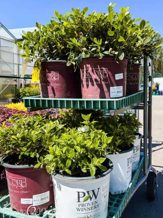 How to Choose the Right Shrubs for Your Foundation Plantings – Simply2moms