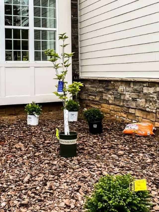 7 Tips to Plant New Front Landscape – Simply2moms