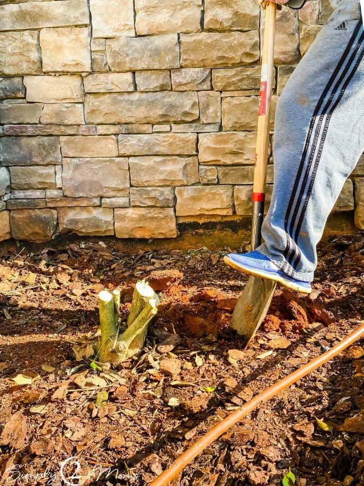 How to Remove Overgrown Shrubs from the Front of Your House