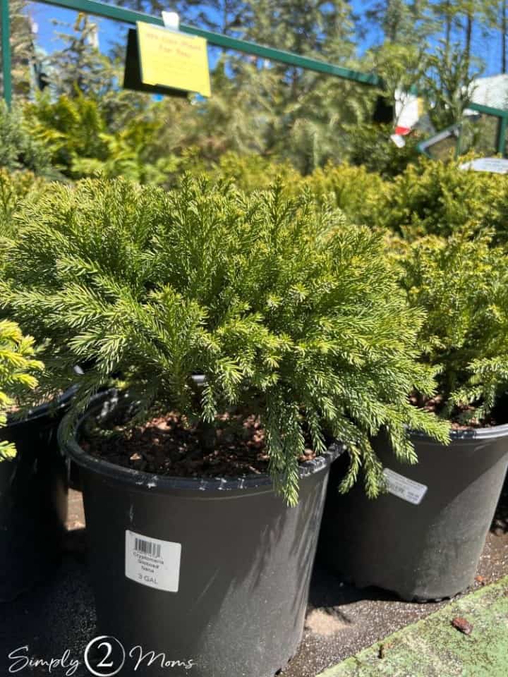 How to Choose the Best Foundation Plants for Your Front Yard