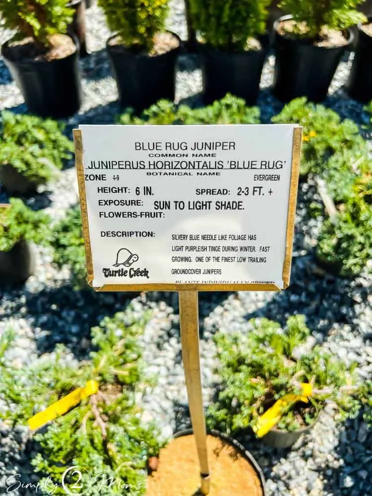 How to Choose the Best Foundation Plants for Your Front Yard