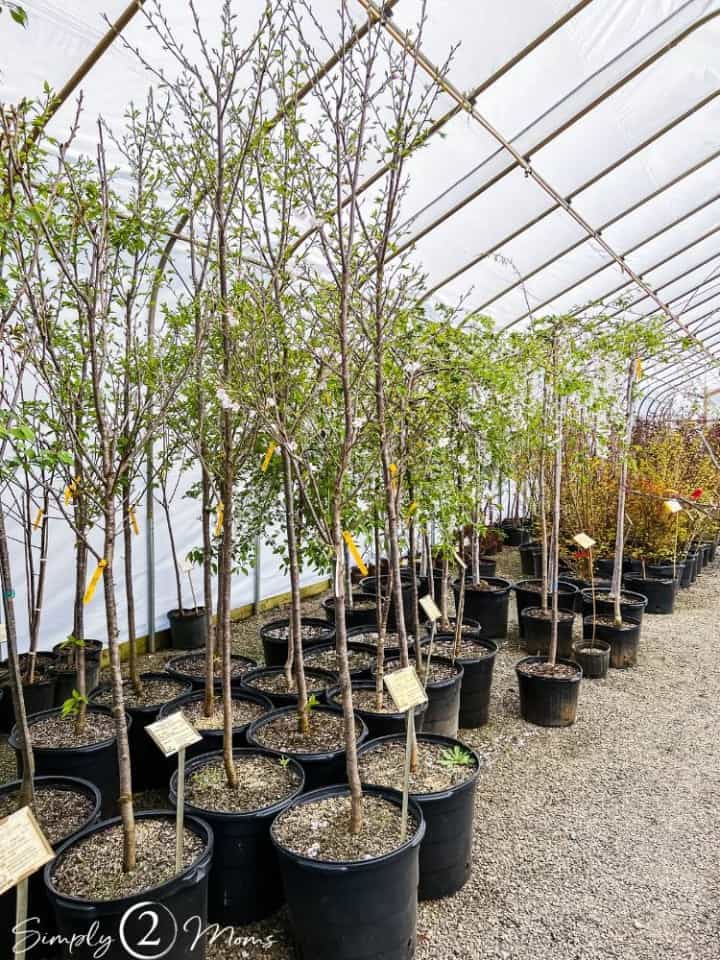 How to Choose the Best Foundation Plants for Your Front Yard