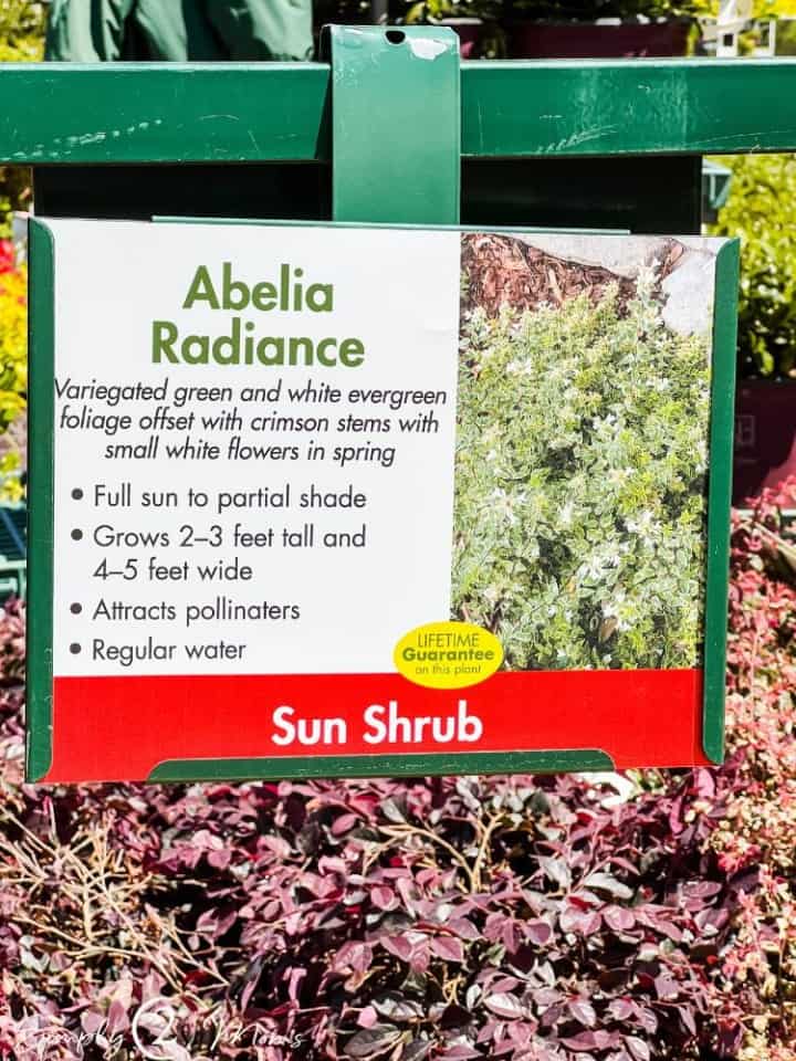 How to Choose the Best Foundation Plants for Your Front Yard