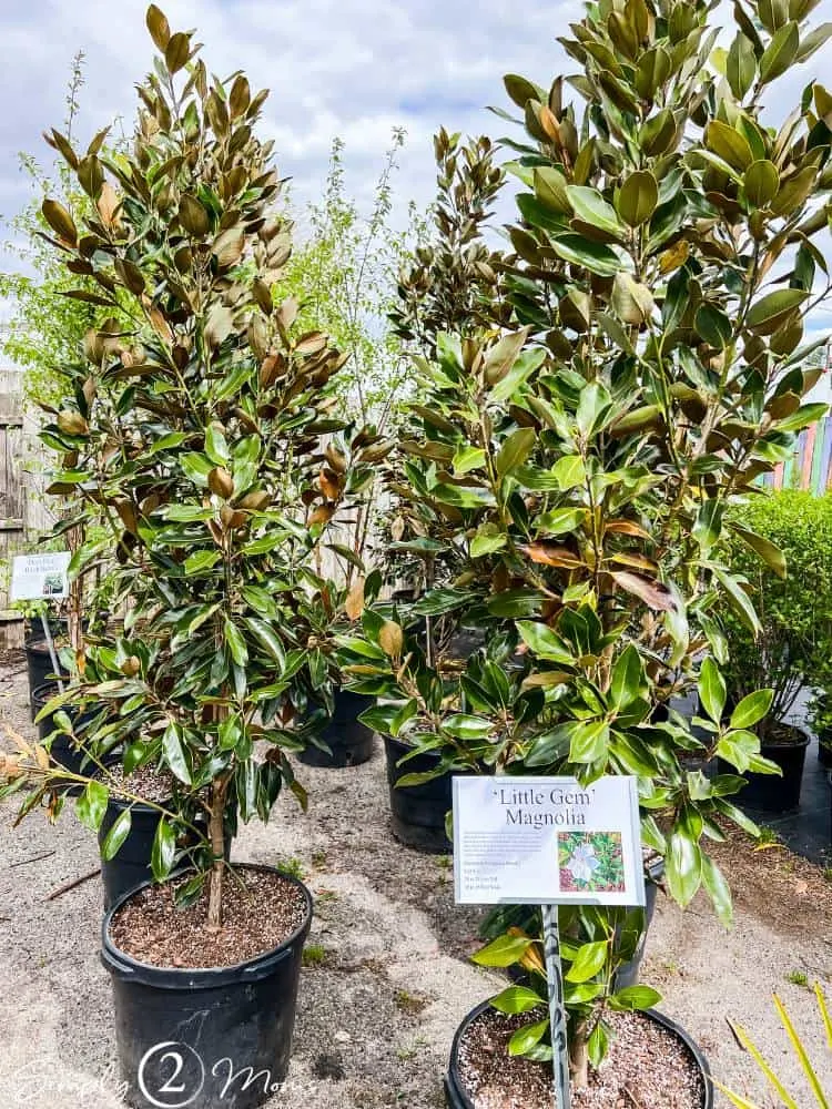 How to Choose the Best Foundation Plants for Your Front Yard